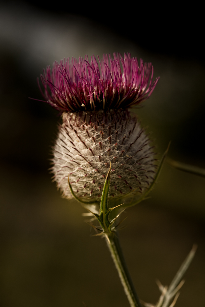 Fleurs - Denis Châtelain Photographies