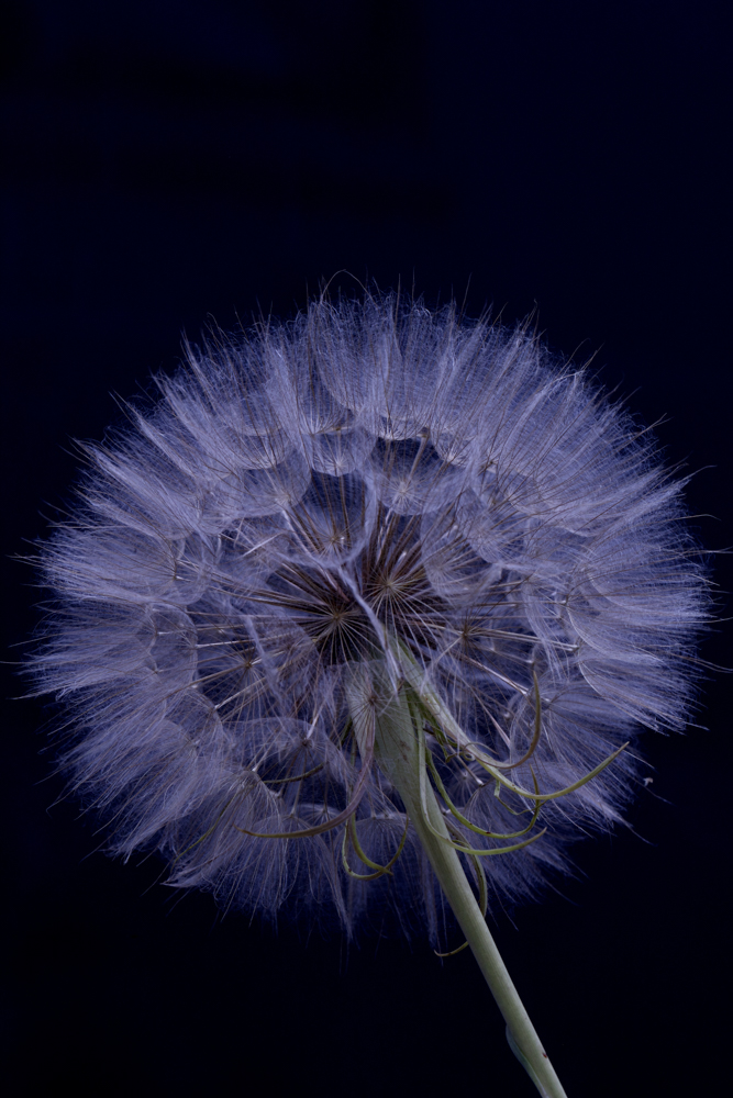 Fleurs - Denis Châtelain Photographies