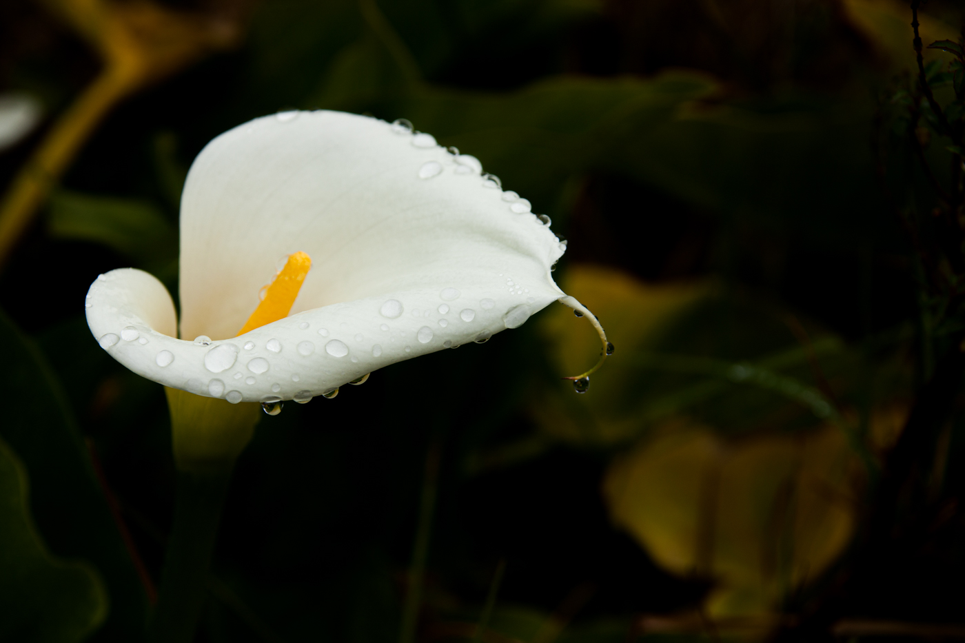 Fleurs - Denis Châtelain Photographies