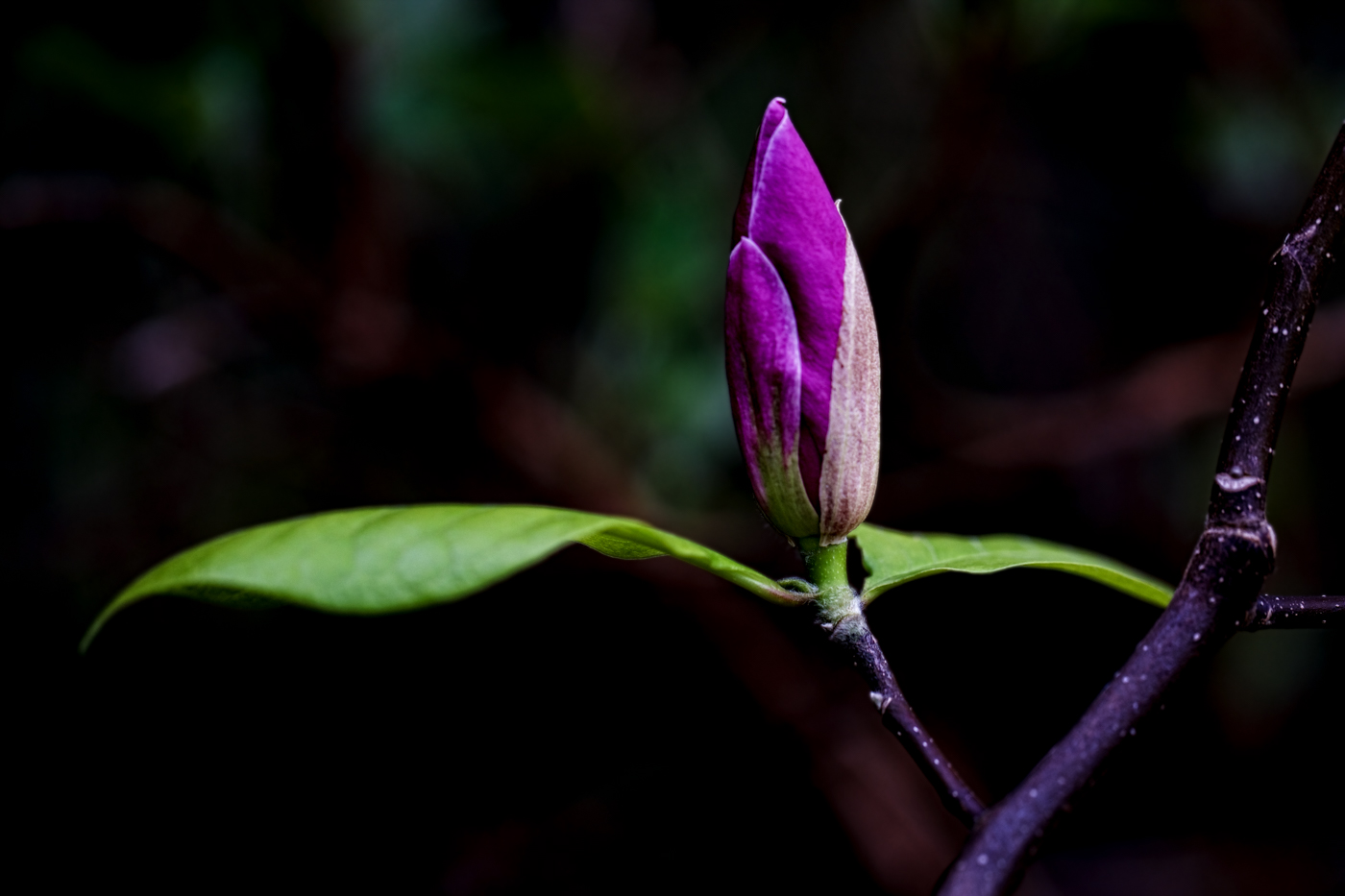Fleurs - Denis Châtelain Photographies