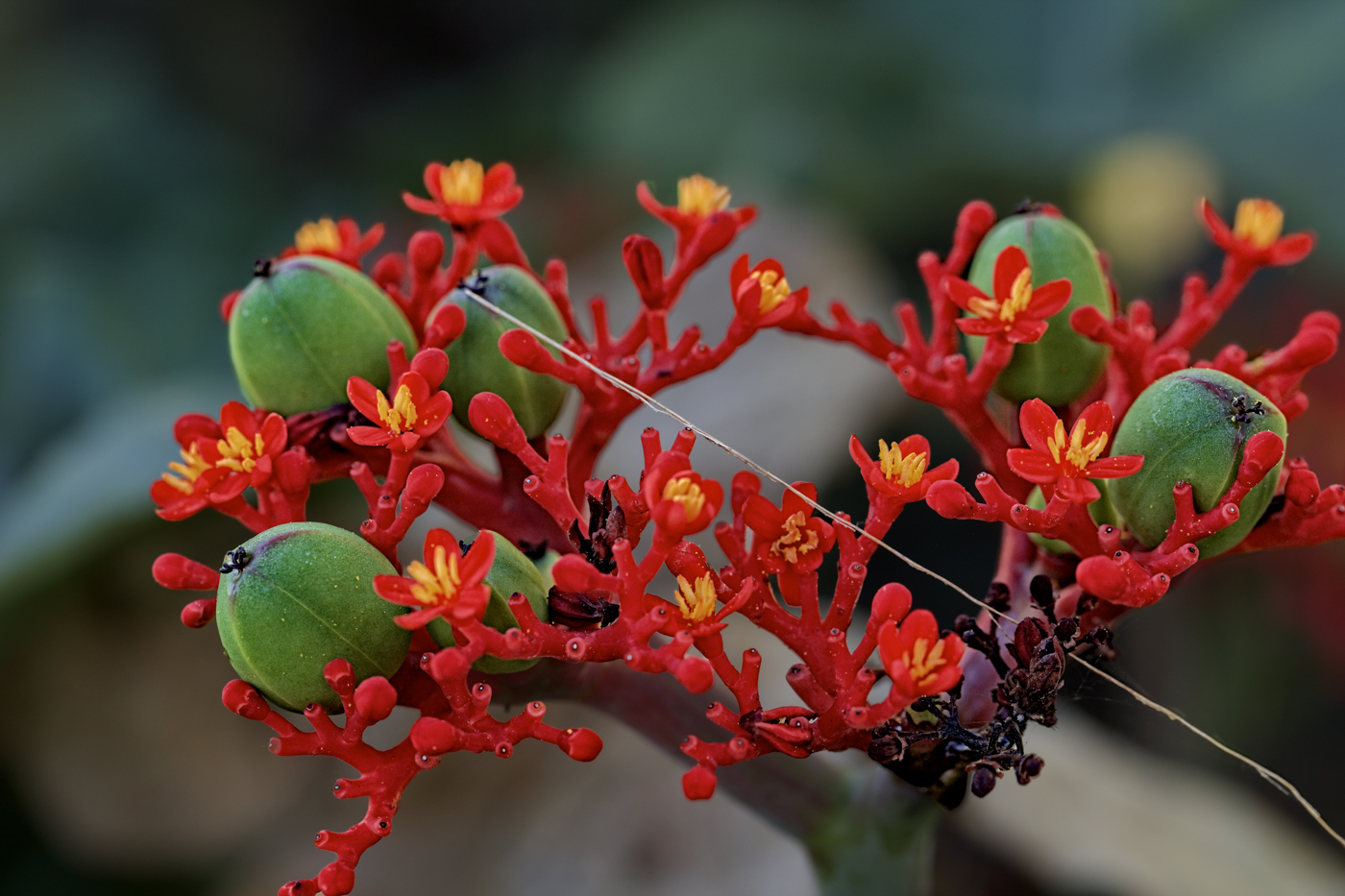 Fleurs - Denis Châtelain Photographies