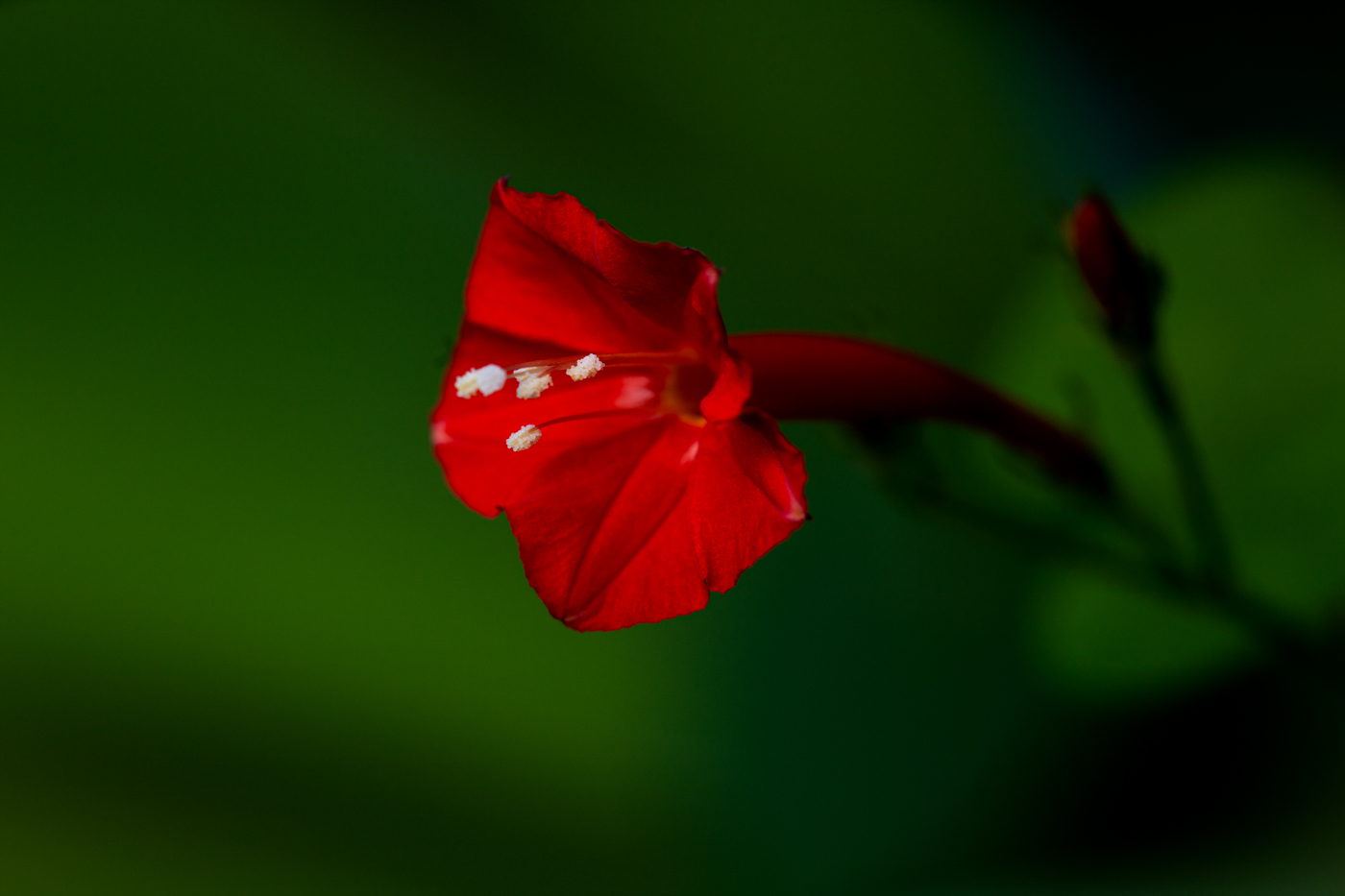 Fleurs - Denis Châtelain Photographies
