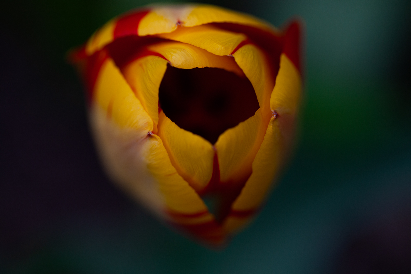 Fleurs - Denis Châtelain Photographies