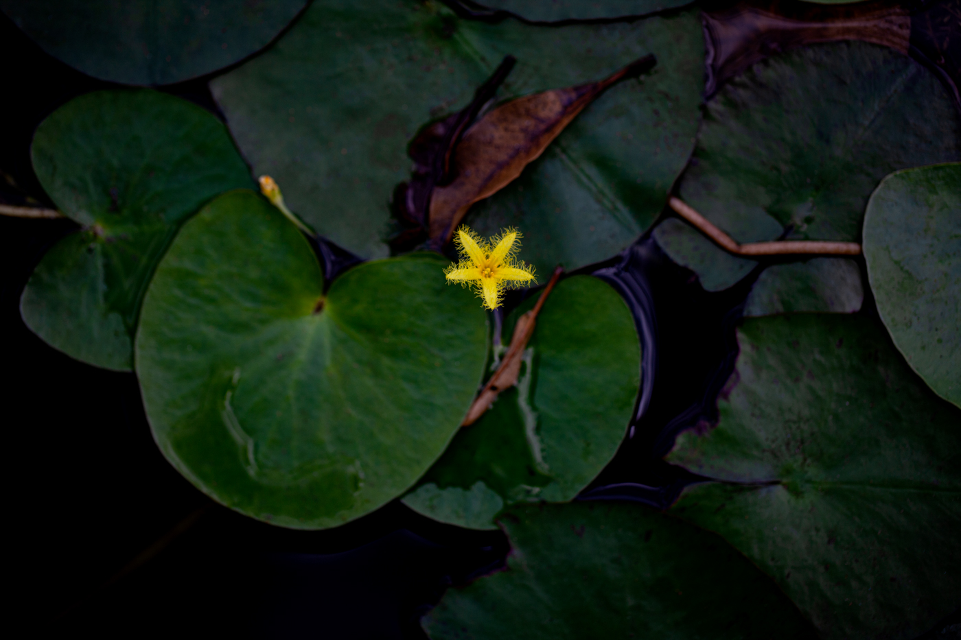 Fleurs - Denis Châtelain Photographies