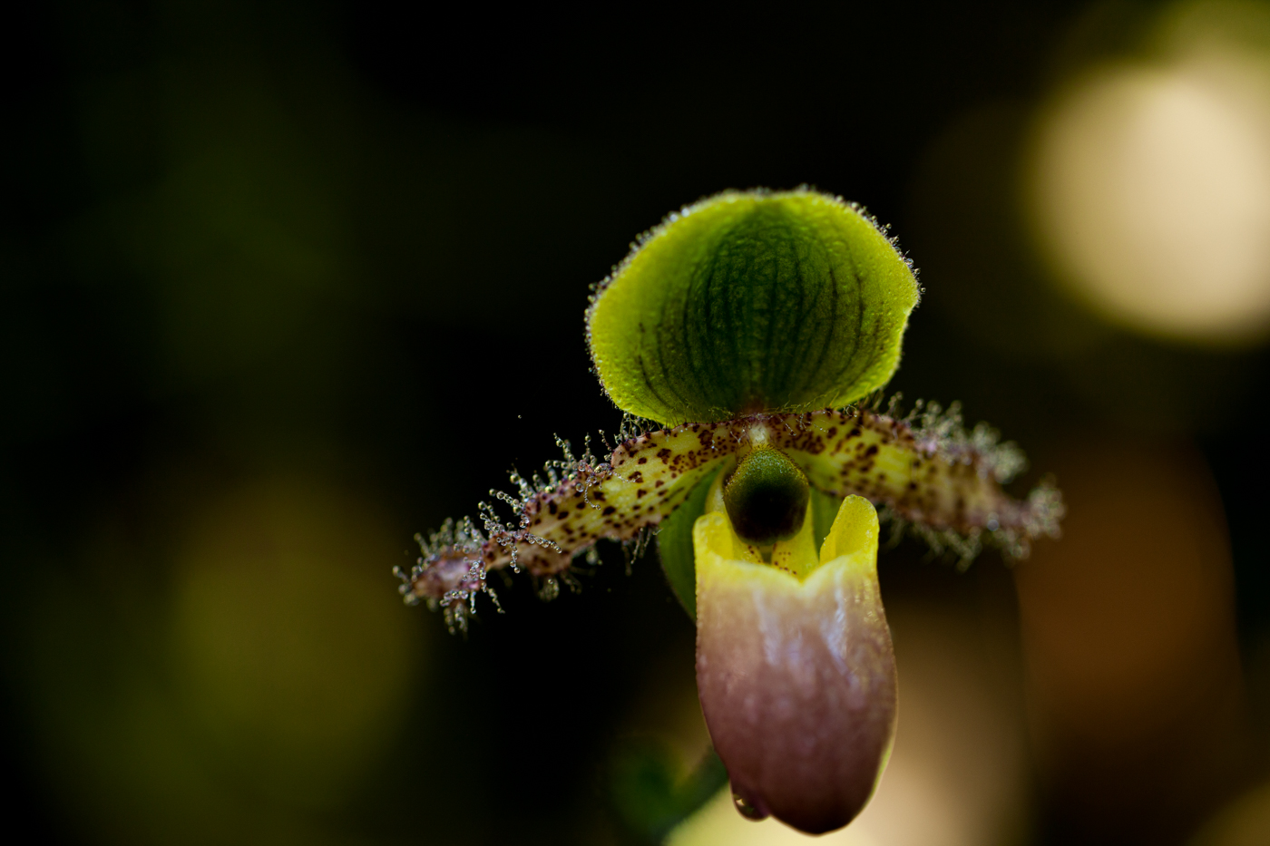 Fleurs - Denis Châtelain Photographies