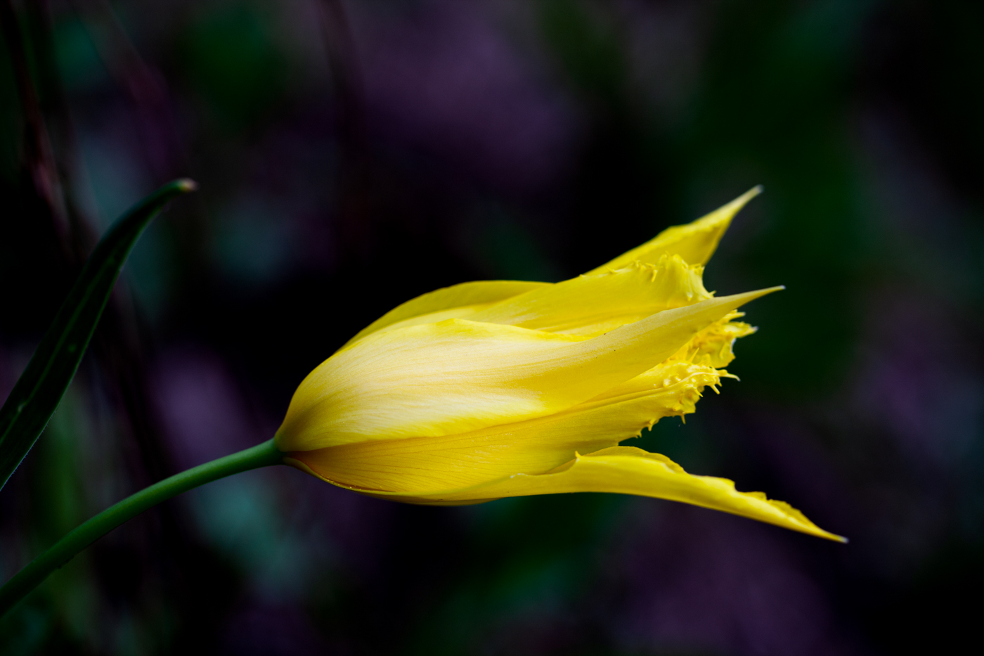 Fleurs - Denis Châtelain Photographies