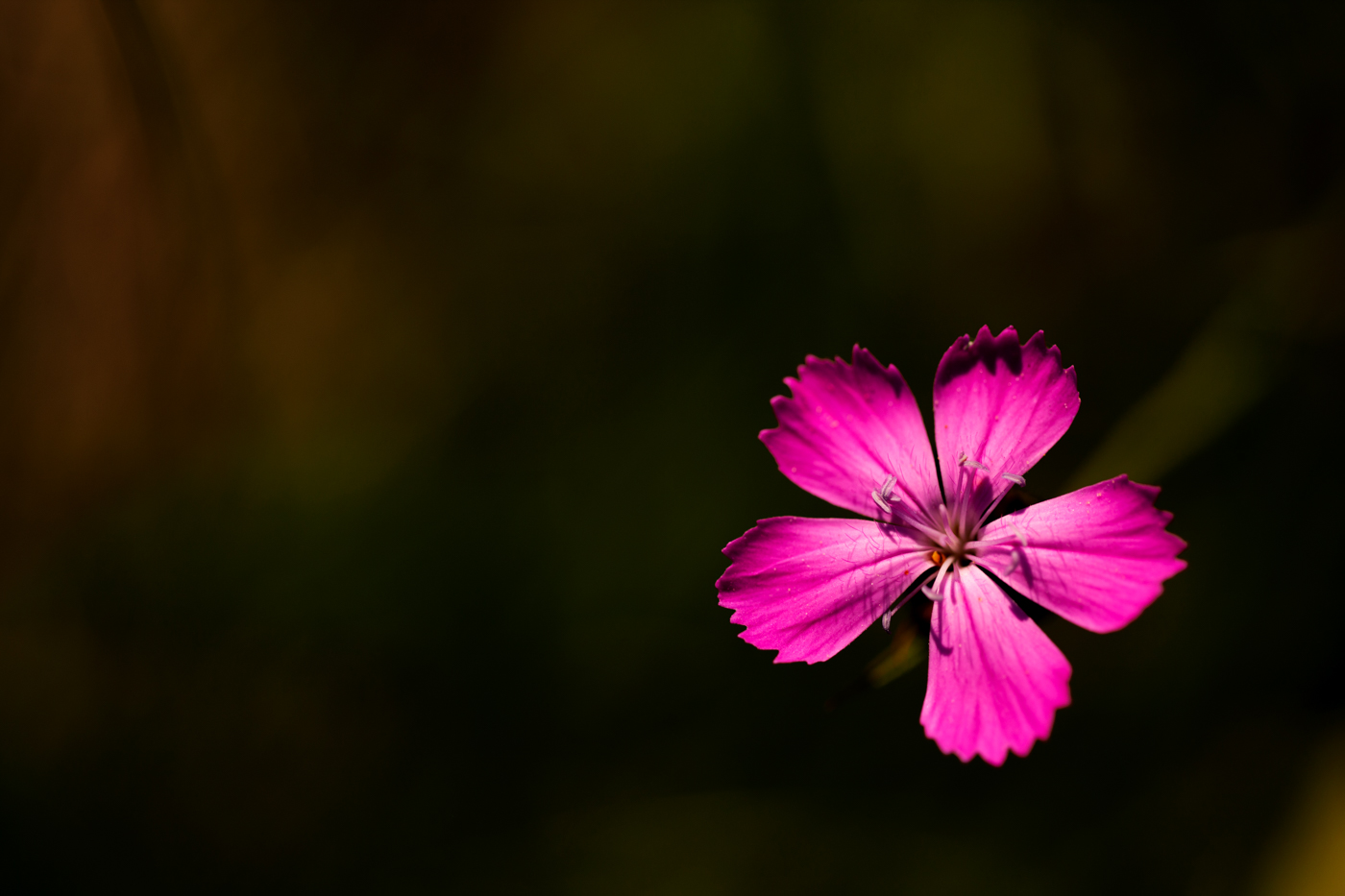 Fleurs - Denis Châtelain Photographies