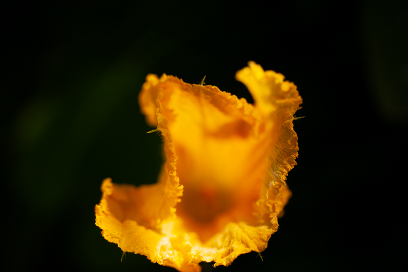 Fleurs - Denis Châtelain Photographies