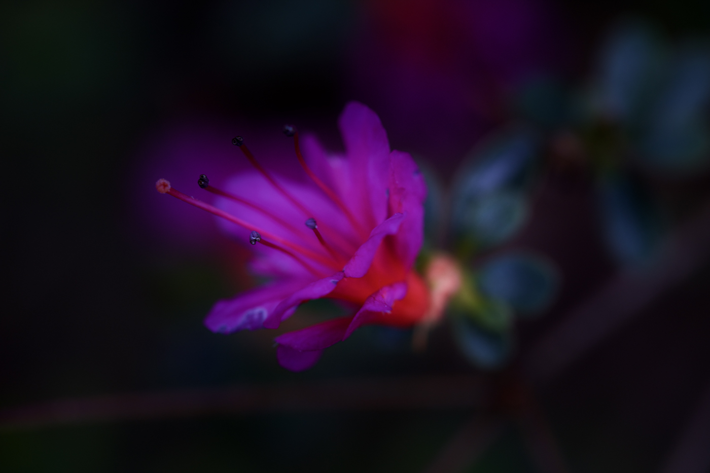 Fleurs - Denis Châtelain Photographies