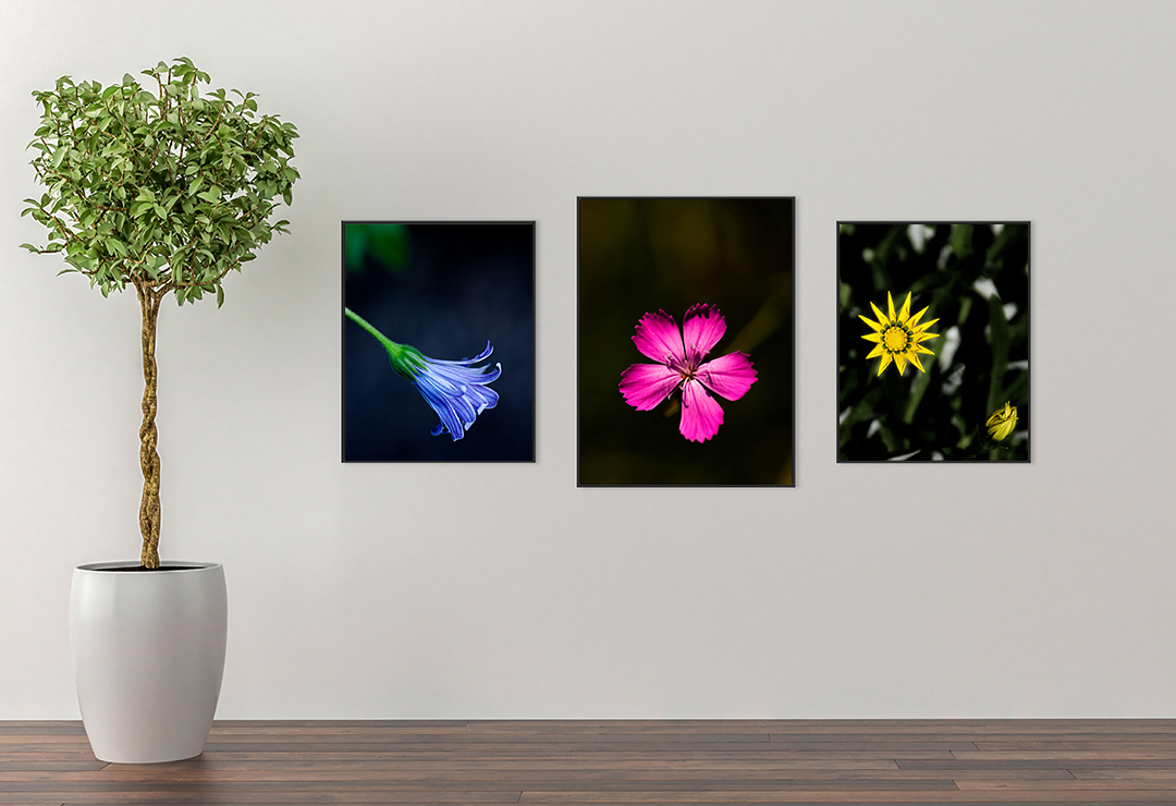 Galerie - Denis Châtelain Photographies